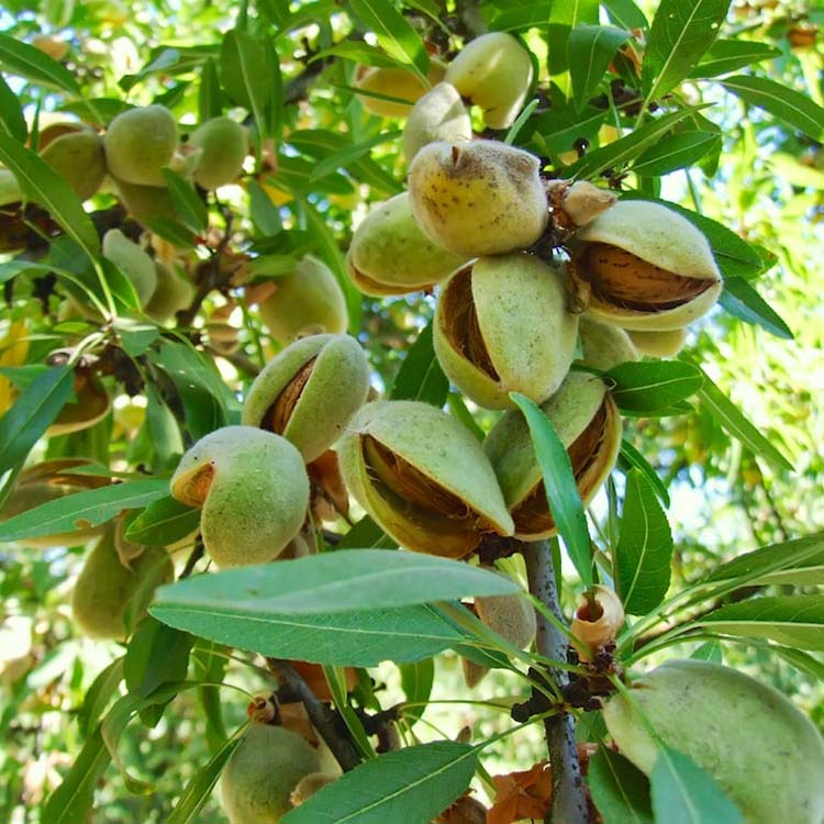 Mandeles | Mandeļu rieksti veselībai - Riekstu veikals SNACK